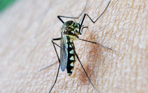 Tipos de Mosquitos Grandes: Las Especies más Comunes - Mosquiteras24H