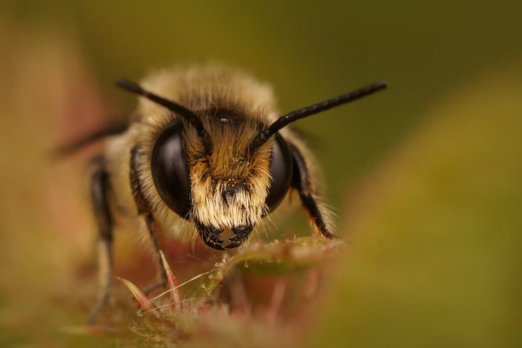 Combatiendo la Mosca Abeja: Estrategias y Soluciones Efectivas ...